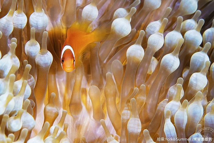 綠島海洋水下風景 「視界」美 | 蕃新聞